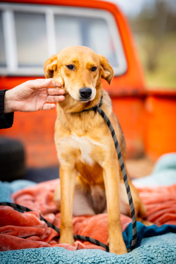 Joyce – Too Broke Girls Rescue