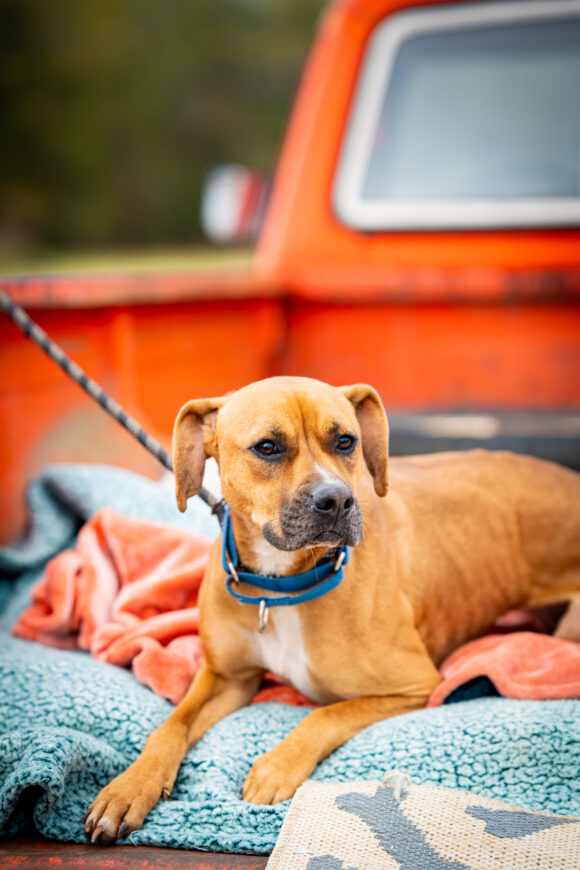 Maggie May – Too Broke Girls Rescue