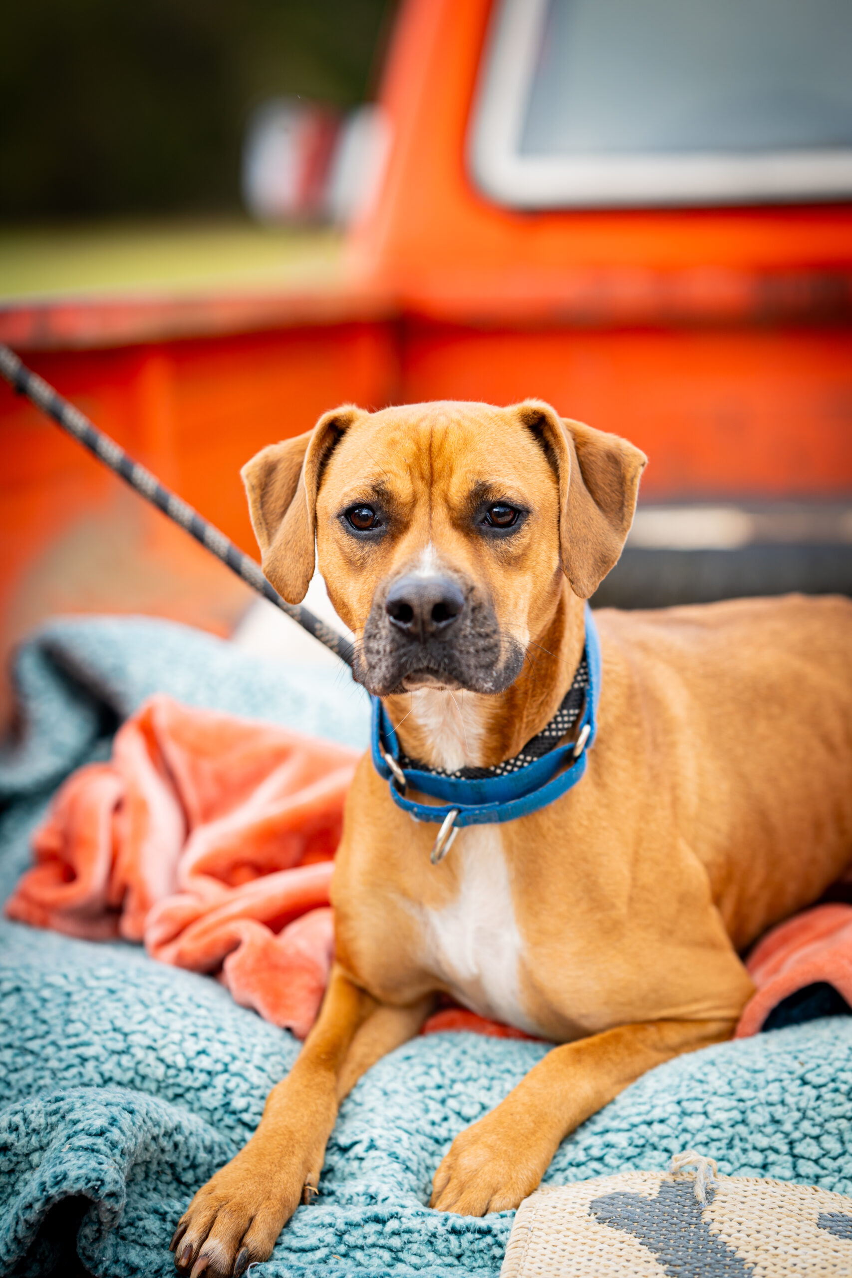 Maggie May – Too Broke Girls Rescue