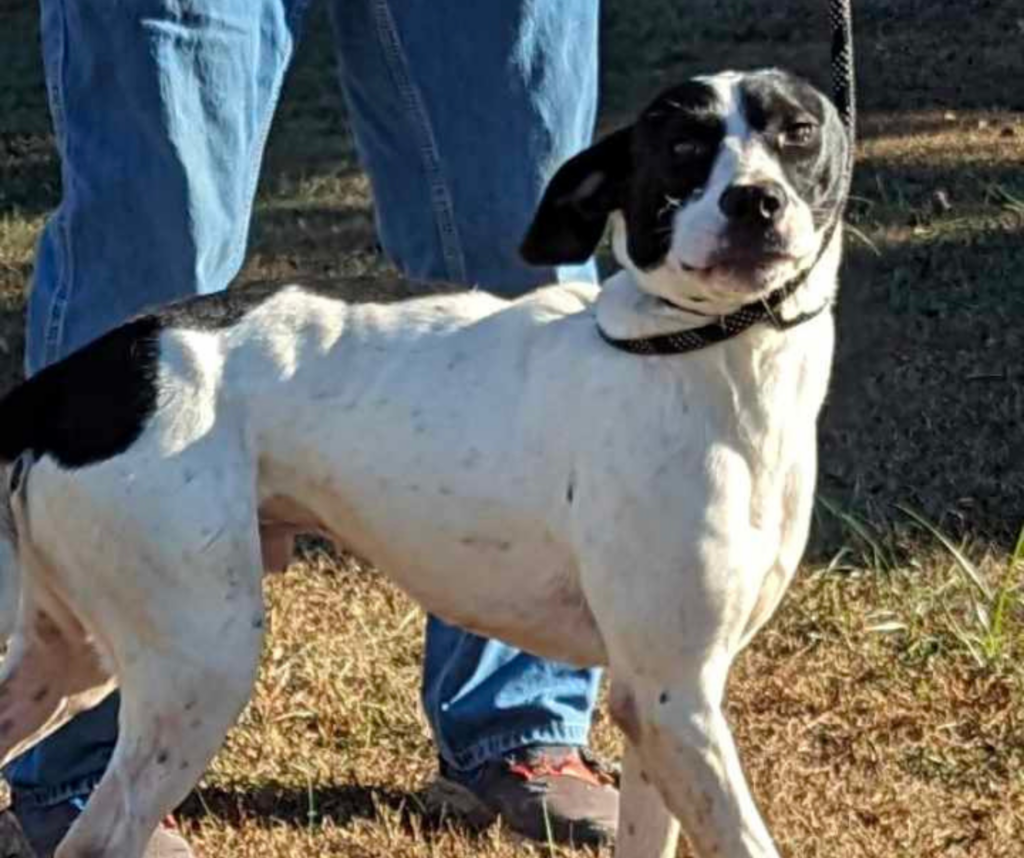 Richard – Too Broke Girls Rescue