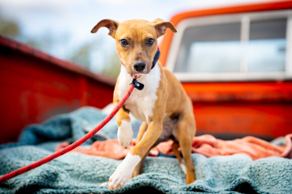 Lavender – Too Broke Girls Rescue