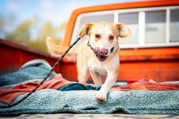 Marley – Too Broke Girls Rescue