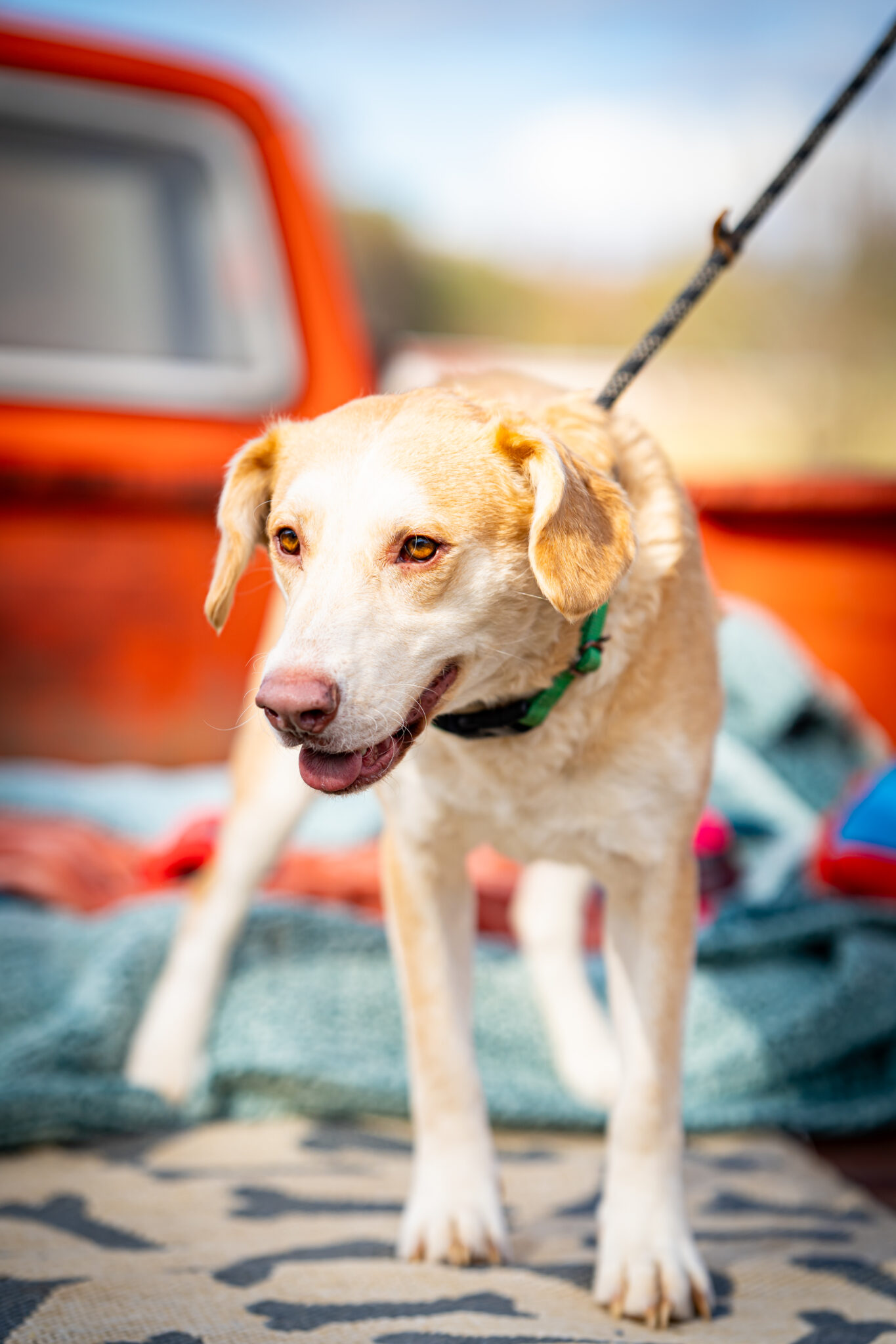 Marley – Too Broke Girls Rescue