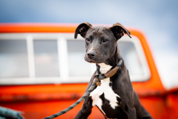 Milo – Too Broke Girls Rescue