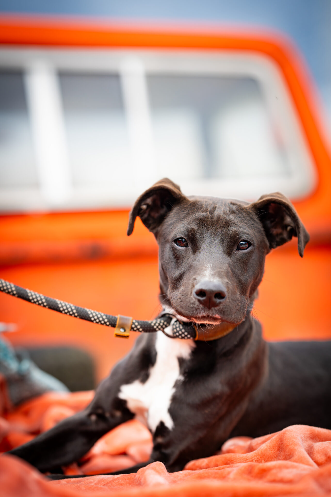 Milo – Too Broke Girls Rescue