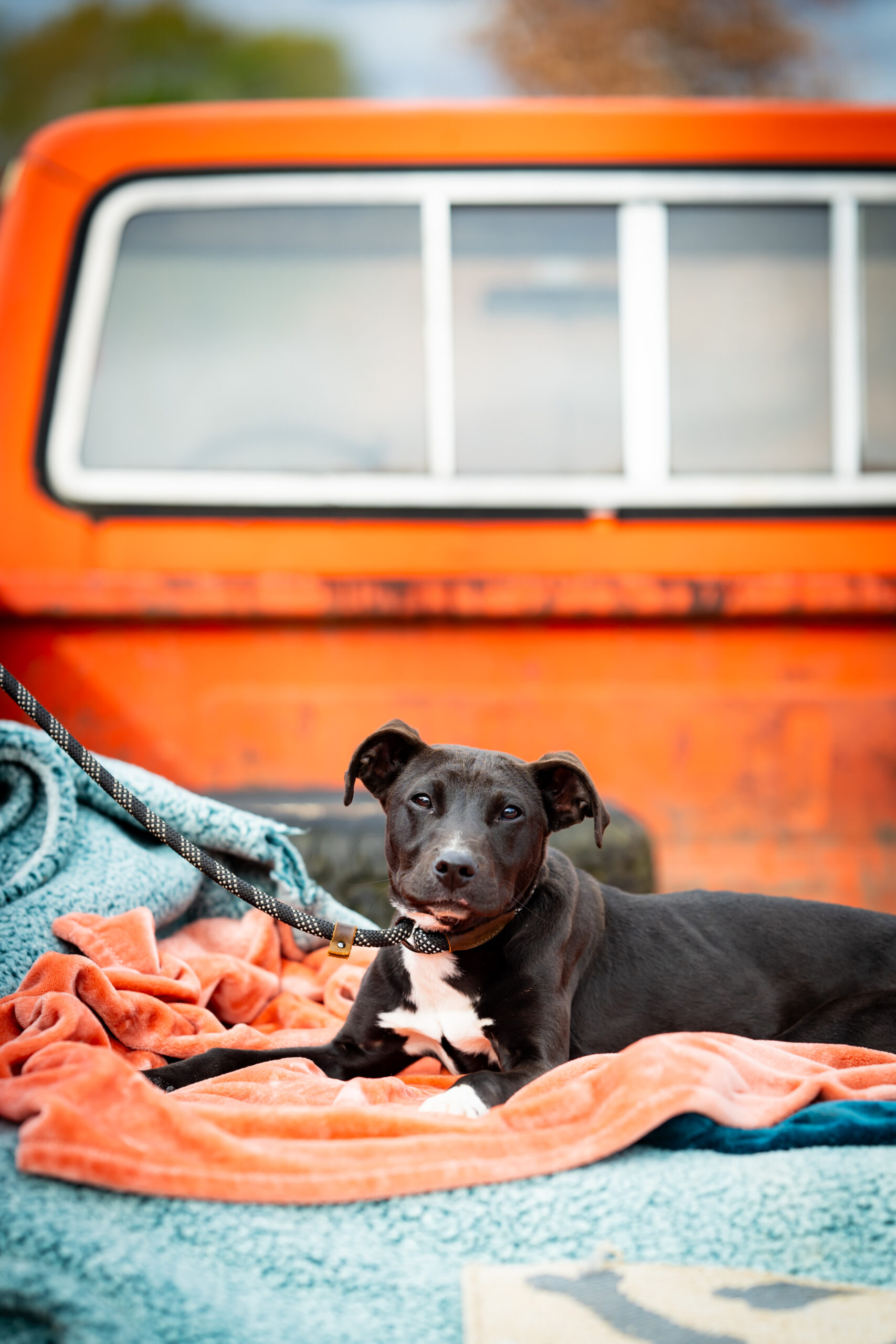 Milo – Too Broke Girls Rescue